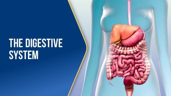The Digestive System - CE Classroom