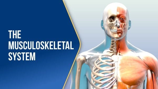 The Musculoskeletal System – CE Classroom