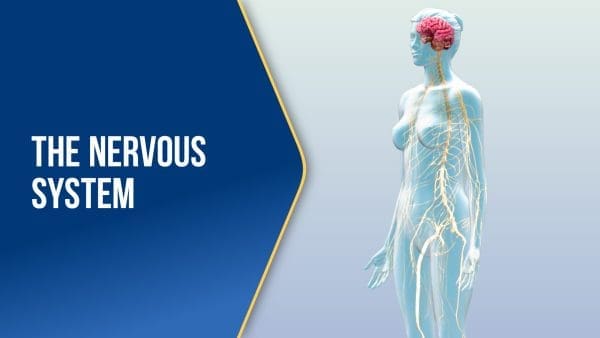 The Nervous System - CE Classroom