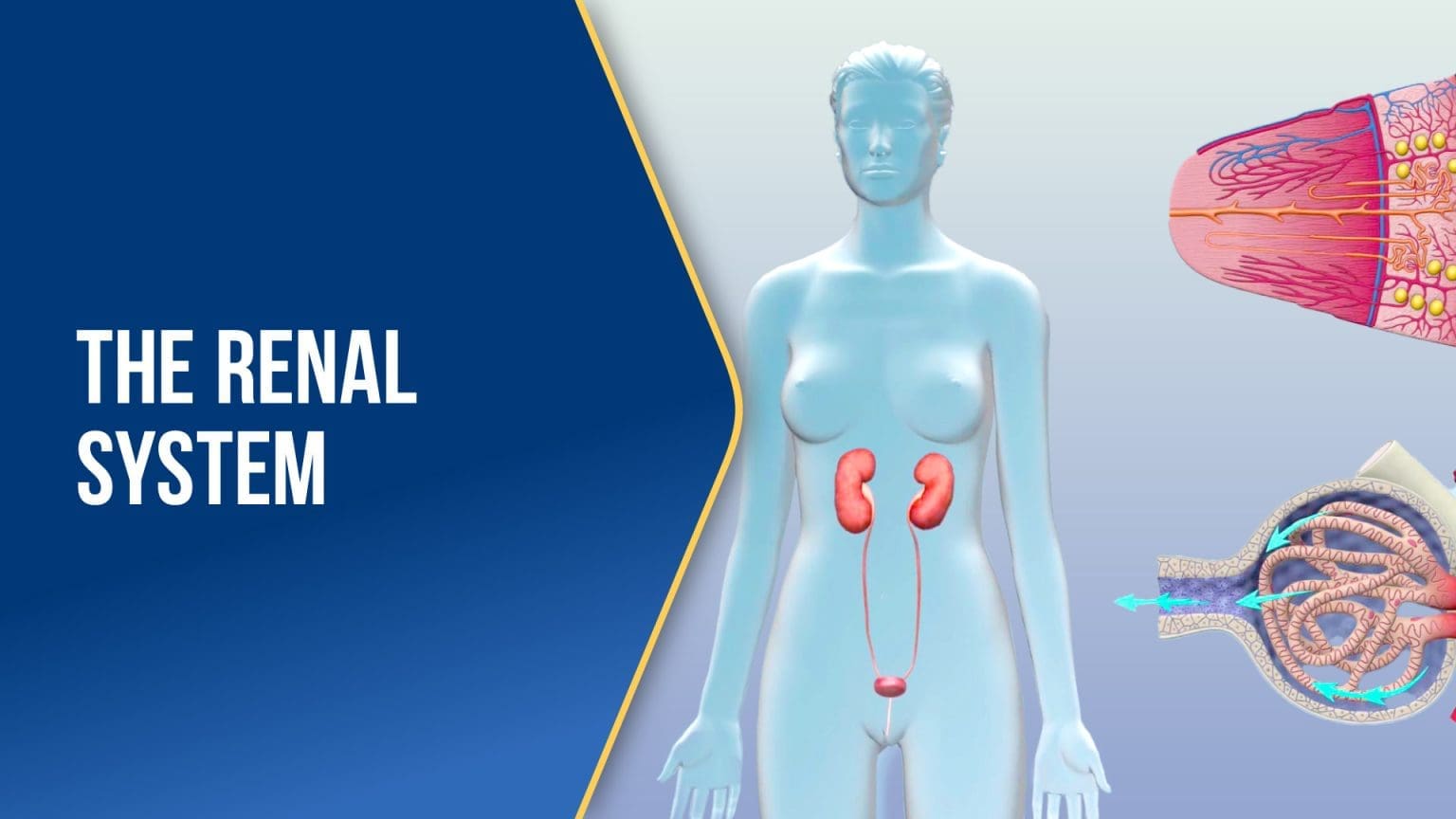 The Renal System - CE Classroom